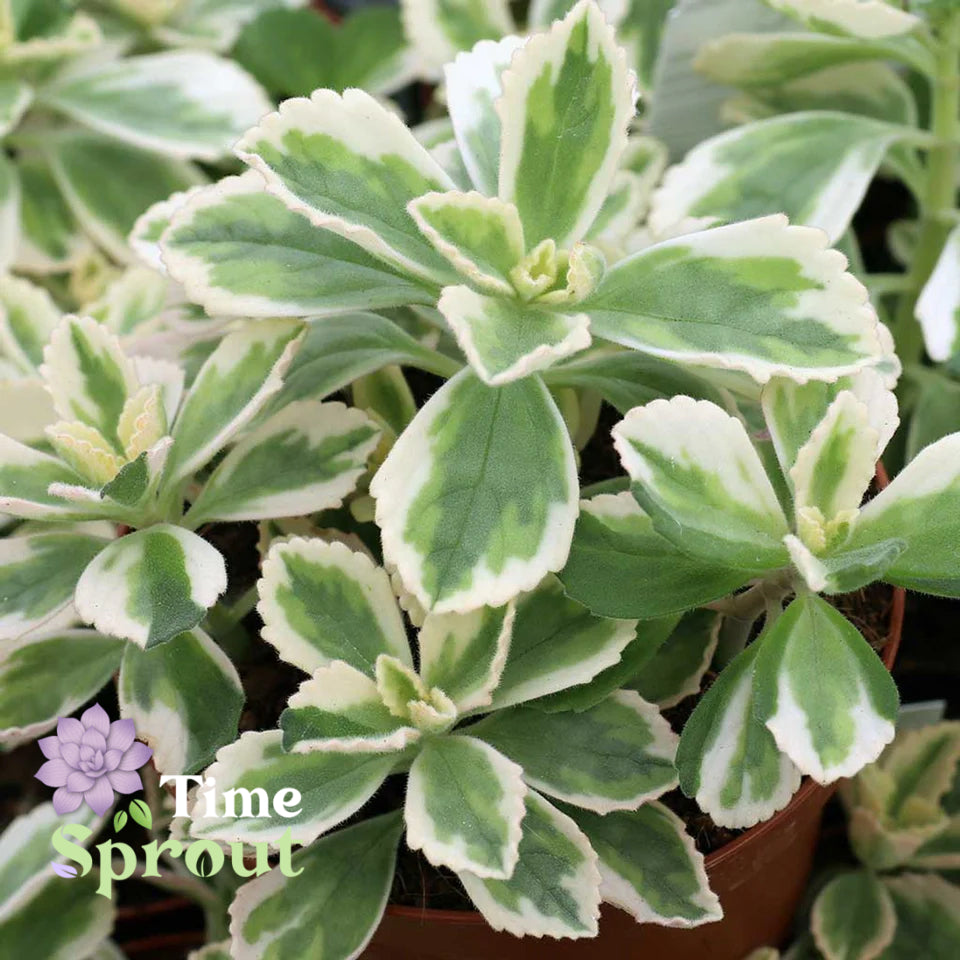 Plectranthus neochilus variegatus 'Lobster Flower' – TimeSprout